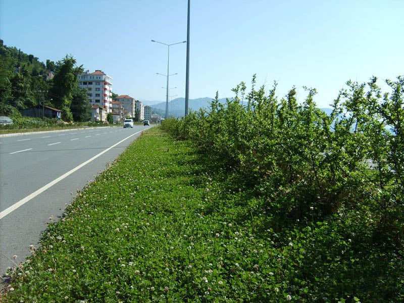 Road Landscaping